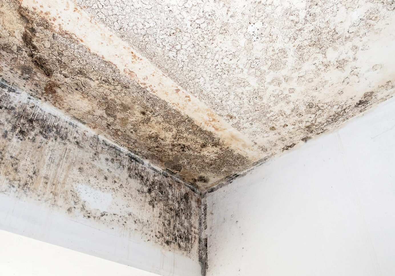 Damp and Mould the Proactive Approach - UKALA