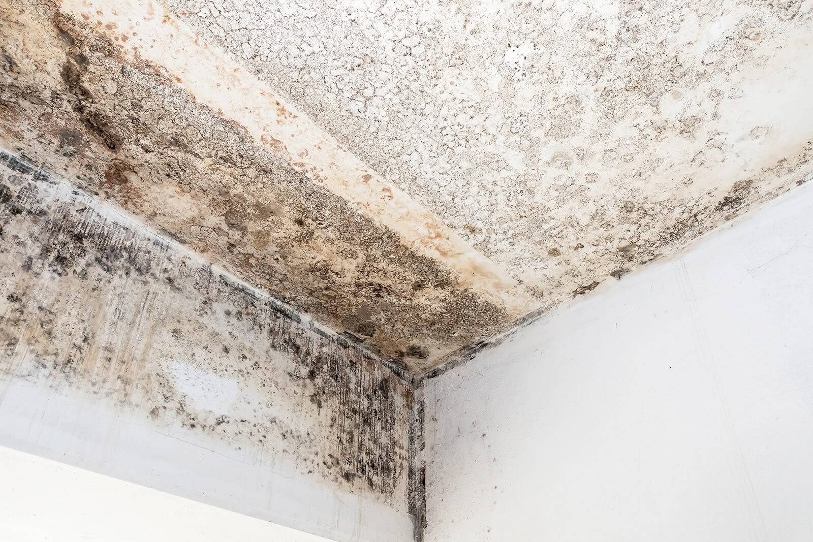 Damp and Mould the Proactive Approach - UKALA